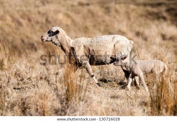 Sheep Drought Stock Photo 130726028 | Shutterstock