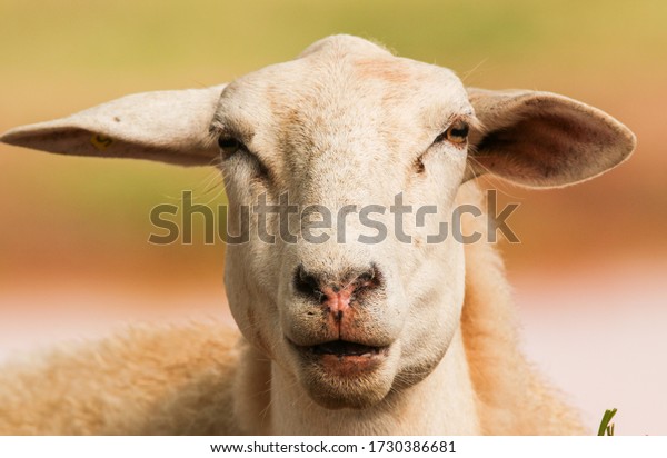 Sheep During Rumination Process Stock Photo 1730386681 | Shutterstock
