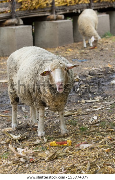 Sheep Eats Corn On Farm Looking Stock Photo 155974379 | Shutterstock