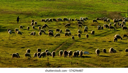 17,630 Shepherd flock Images, Stock Photos & Vectors | Shutterstock