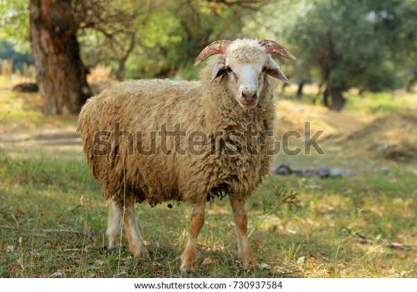 Sheep Forest Stock Photo 730937584 | Shutterstock
