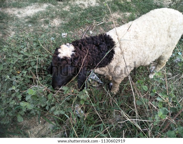 Sheep Form Stock Photo 1130602919 | Shutterstock