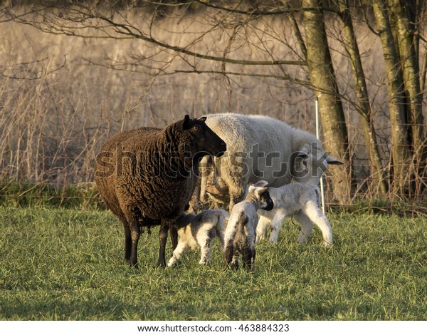 Sheep Germany Stock Photo 463884323 | Shutterstock