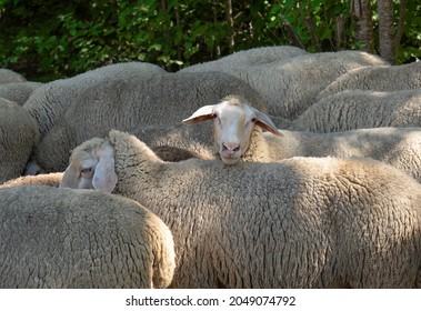 808 Sheep back view Images, Stock Photos & Vectors | Shutterstock