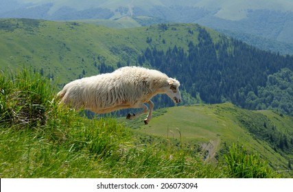 3,950 imágenes de Jumping lamb - Imágenes, fotos y vectores de stock ...