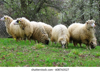Swiss Alps Valais Blacknose Sheep Nest Stock Photo 310821956 | Shutterstock