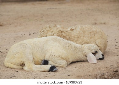 Sheep laying down : 627 images, photos et images vectorielles de stock ...