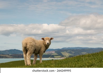 Sheep Looking Back Stock Photo 264249995 | Shutterstock