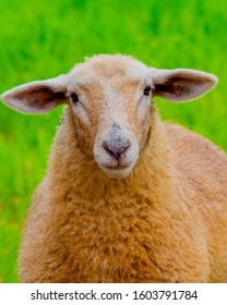 Sheep Looking Camera Stock Photo 1603791784 | Shutterstock