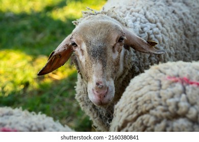 808 Sheep back view Images, Stock Photos & Vectors | Shutterstock