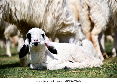 Sheep Looking Camera Stock Photo 793094266 | Shutterstock