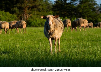 Sheep Looking Camera While Other Sheep Stock Photo 2160649865 ...