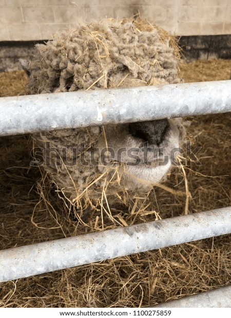 Sheep Looking Through Bars Stock Photo 1100275859 | Shutterstock