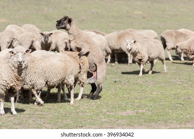 1,395 Sheep Mating Images, Stock Photos & Vectors | Shutterstock