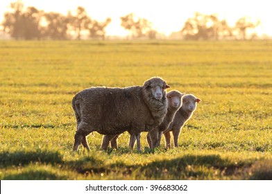 2,427 Sheep paddock australia Images, Stock Photos & Vectors | Shutterstock