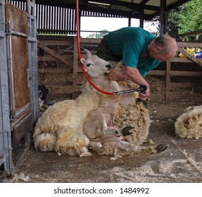 6,621 Sheep shearing Images, Stock Photos & Vectors | Shutterstock