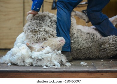 6,621 Sheep shearing Images, Stock Photos & Vectors | Shutterstock