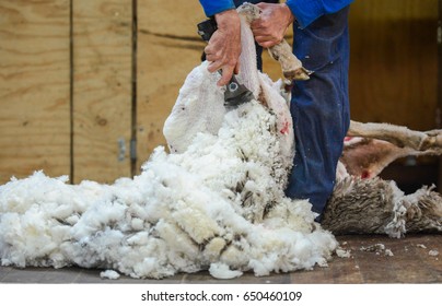 Hands Man Sheaving Wool Sheep Shearing Stock Photo 672082267 | Shutterstock