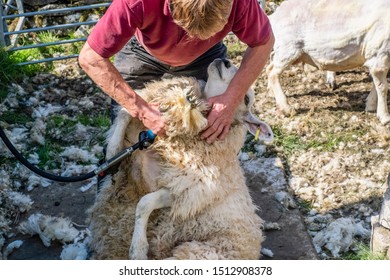 1,084 Sheep hair cut Images, Stock Photos & Vectors | Shutterstock