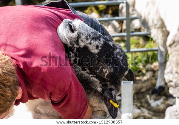 Sheep Shearing Process By Which Woollen Stock Photo 1512908357 ...