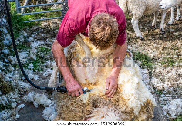Sheep Shearing Process By Which Woollen Stock Photo (Edit Now) 1512908369