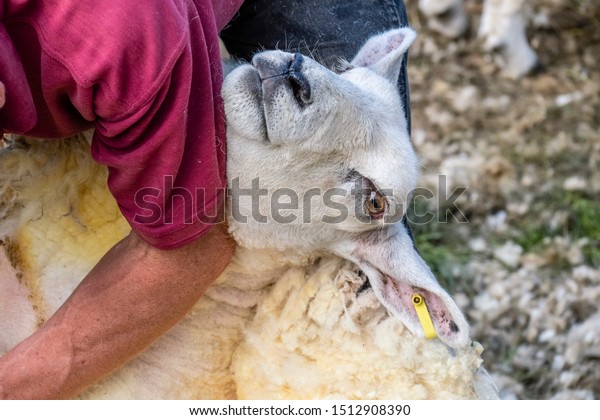 Sheep Shearing Process By Which Woollen Stock Photo 1512908390 ...