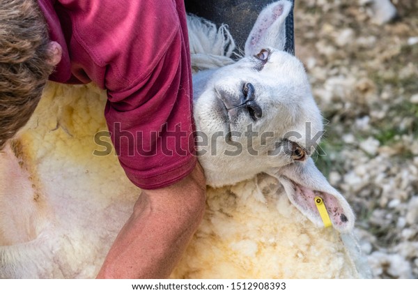 Sheep Shearing Process By Which Woollen Stock Photo 1512908393 ...