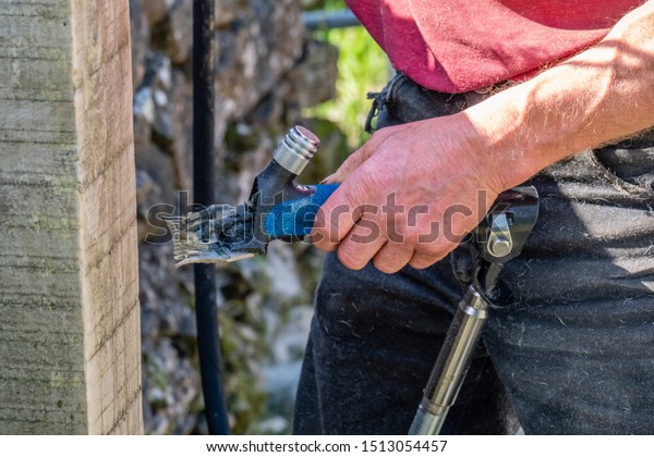 Sheep Shearing Process By Which Woollen Stock Photo (Edit Now) 1513054457