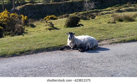 Sheep sit down : 321 images, photos et images vectorielles de stock ...
