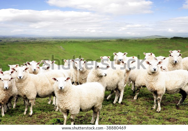 Sheep Standing Paddock Facing Camera Stock Photo (Edit Now) 38880469
