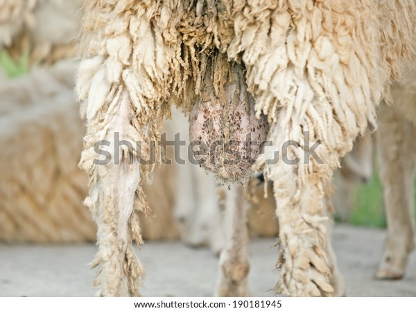 Sheep Testicles Stock Photo 190181945 | Shutterstock