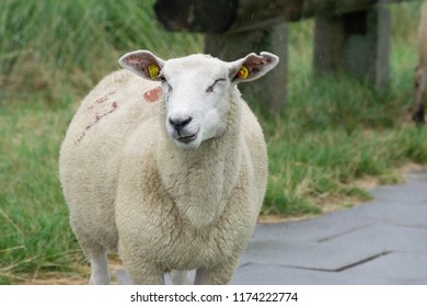 Cute Curious Young White Goat Kid Stock Photo 1305182458 | Shutterstock