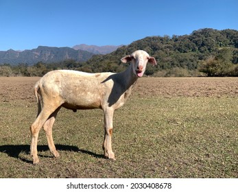 1,273 Lamb bleating Images, Stock Photos & Vectors | Shutterstock