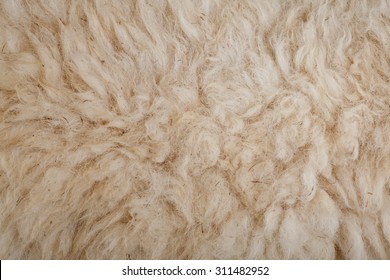 21,868 Sheep wool close Images, Stock Photos & Vectors | Shutterstock