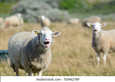 1,624 Sheep bleating Images, Stock Photos & Vectors | Shutterstock