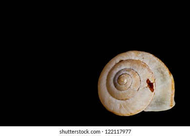 1,246 Broken snail shell Images, Stock Photos & Vectors | Shutterstock