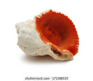 14,777 Horn shell Images, Stock Photos & Vectors | Shutterstock