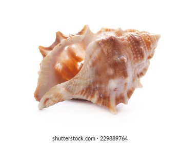 Strombus Sea Snail Queen Conch Isolated Stock Photo 179844905 ...