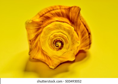 61 Sacred geometry nautilus Stock Photos, Images & Photography ...