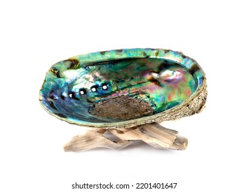 Shell Abalone Front White Background Stock Photo 2201401647 | Shutterstock