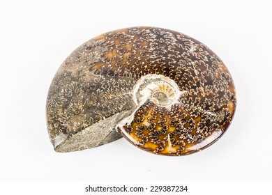 Shell Ammonites Stock Photo 229387234 | Shutterstock
