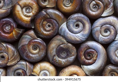 130 Ramshorn snail Images, Stock Photos & Vectors | Shutterstock