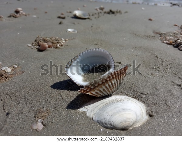 Shell Background Sand Sunshine Stock Photo 2189432837 | Shutterstock