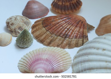 Shell Color Filter Stock Photo 502581781 | Shutterstock