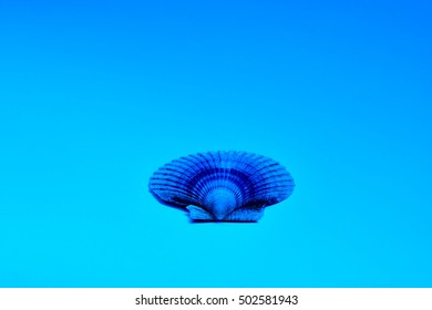 Shell Color Filter Stock Photo 502581943 | Shutterstock