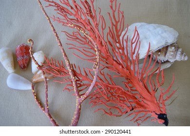 Shell Coral Selection Stock Photo 290120441 | Shutterstock