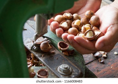 Shell Cracker Cracking Macadamia Open Macadamia Stock Photo 1166008483 ...
