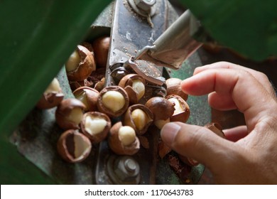 Shell Cracker Cracking Macadamia Open Macadamia Stock Photo 1166008495 ...