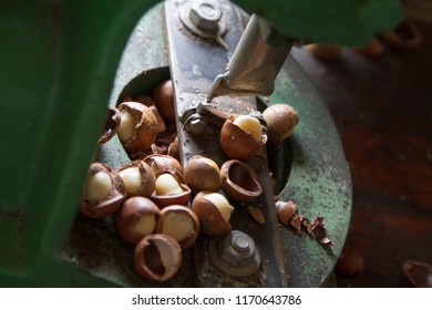 Shell Cracker Cracking Macadamia Open Macadamia Stock Photo 1166008495 ...