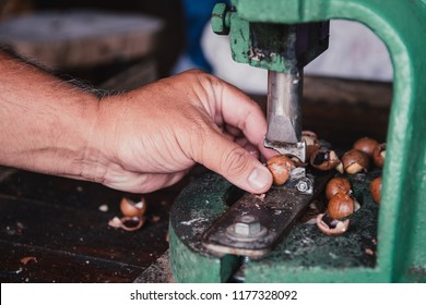 Hand Holding Macadamia Seed Background Machine Stock Photo 1167810529 ...
